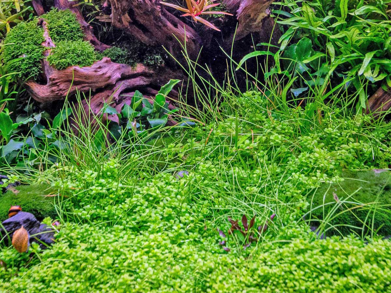 Hemianthus callitrichoides 'Cuba' in vitro Kuba-Perlkraut