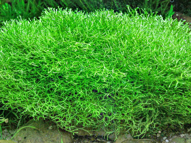 Riccia fluitans in vitro Untergetauchte Sternlebermoos