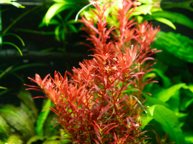 Rotala rotundifolia 'Blood Red' Blutrote Rotala