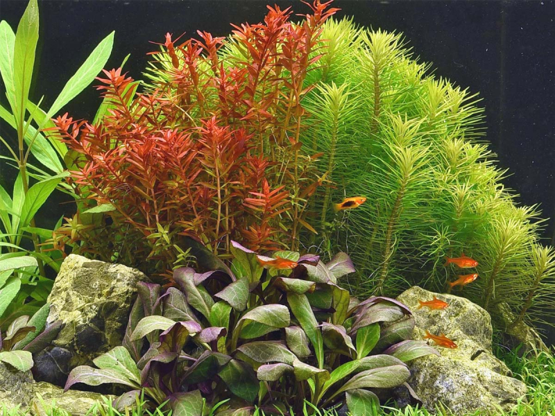 Rotala rotundifolia Rundblättrige Rotala