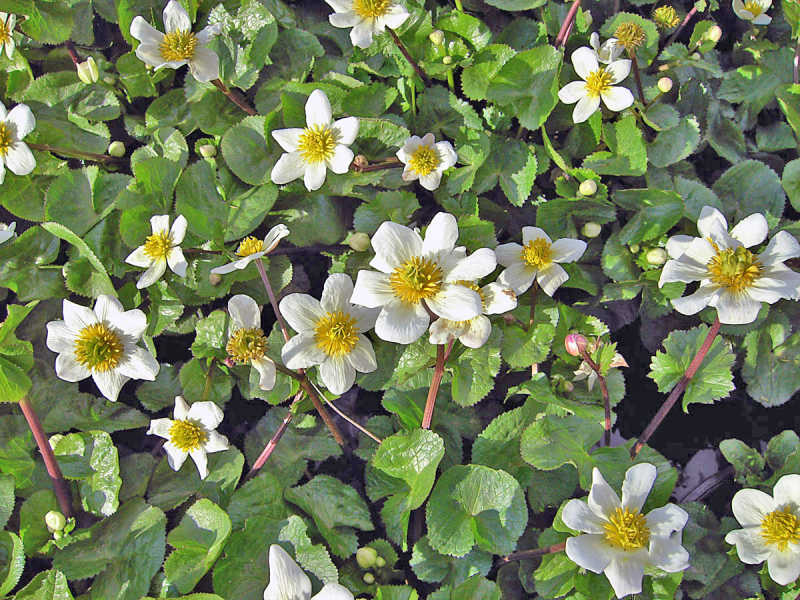 Schwimmfarn (Salvinia natans) online kaufen | H2O-Pflanze