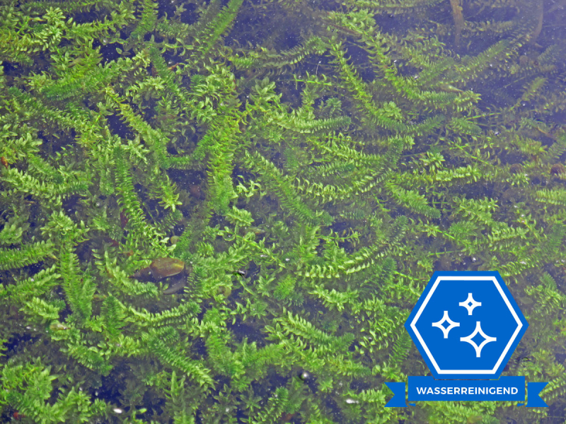 Wasserpest (Elodea canadensis) für den Teich kaufen | H2O-Pflanze