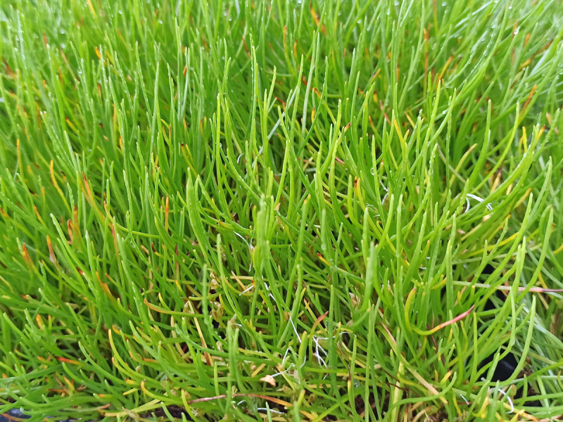Strandling - Littorella uniflora