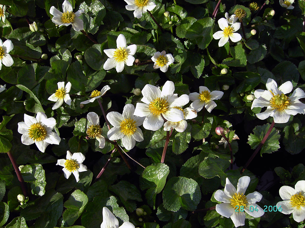 Caltha palustris Alba - Sumpfdotterblume weiß - H2O-Pflanze.de