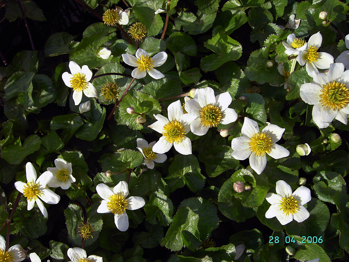 Caltha palustris Alba - Sumpfdotterblume weiß - H2O-Pflanze.de
