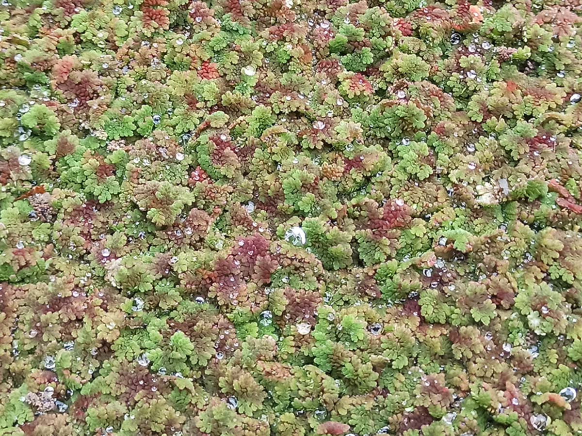 Feenmoos, Algenfarn, Azolla-mexicana