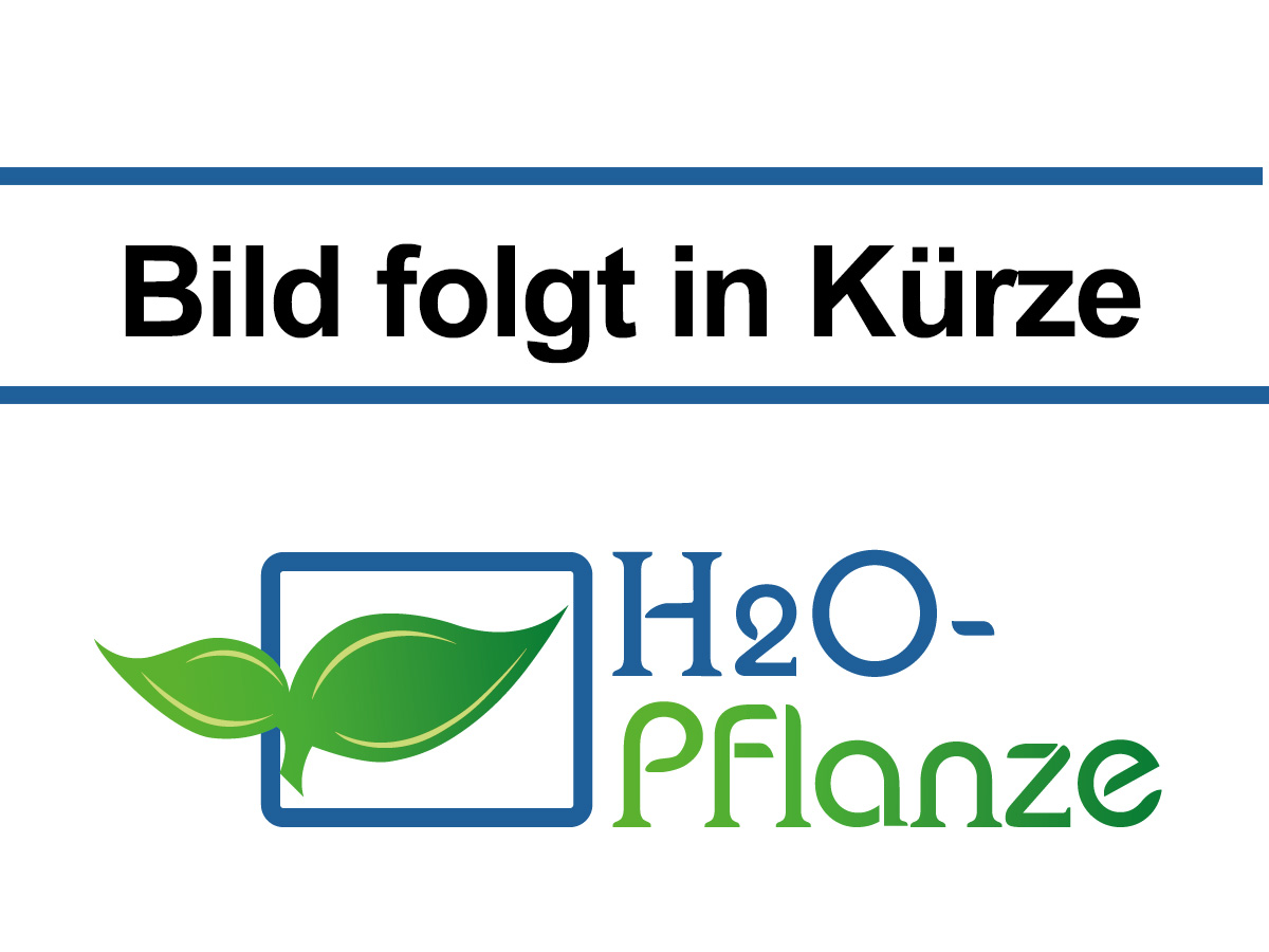 Nymphaea Joanne Pring - Zwerg-Seerosen kaufen | H2O-Pflanze