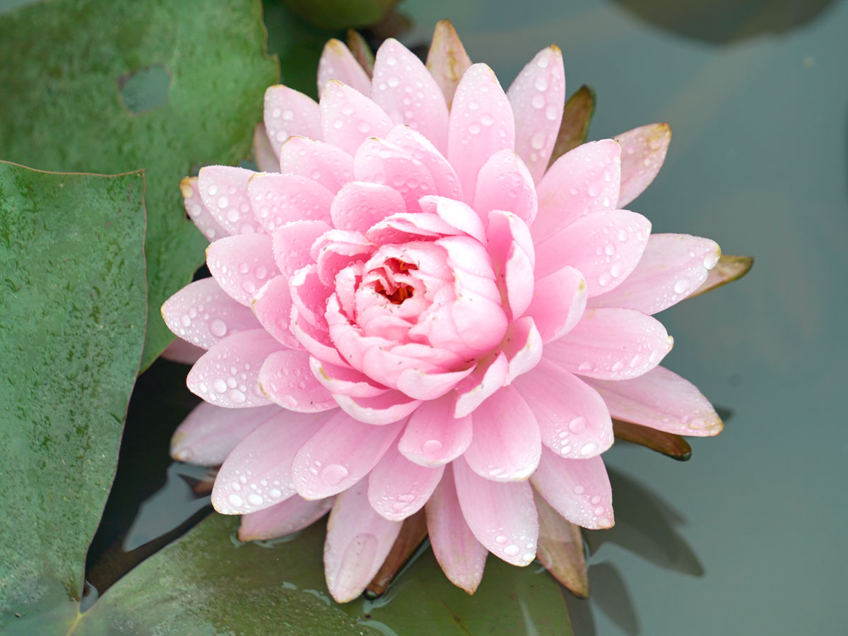 Nymphaea Pink Pom Pom - Seerose online kaufen | H2O-Pflanze