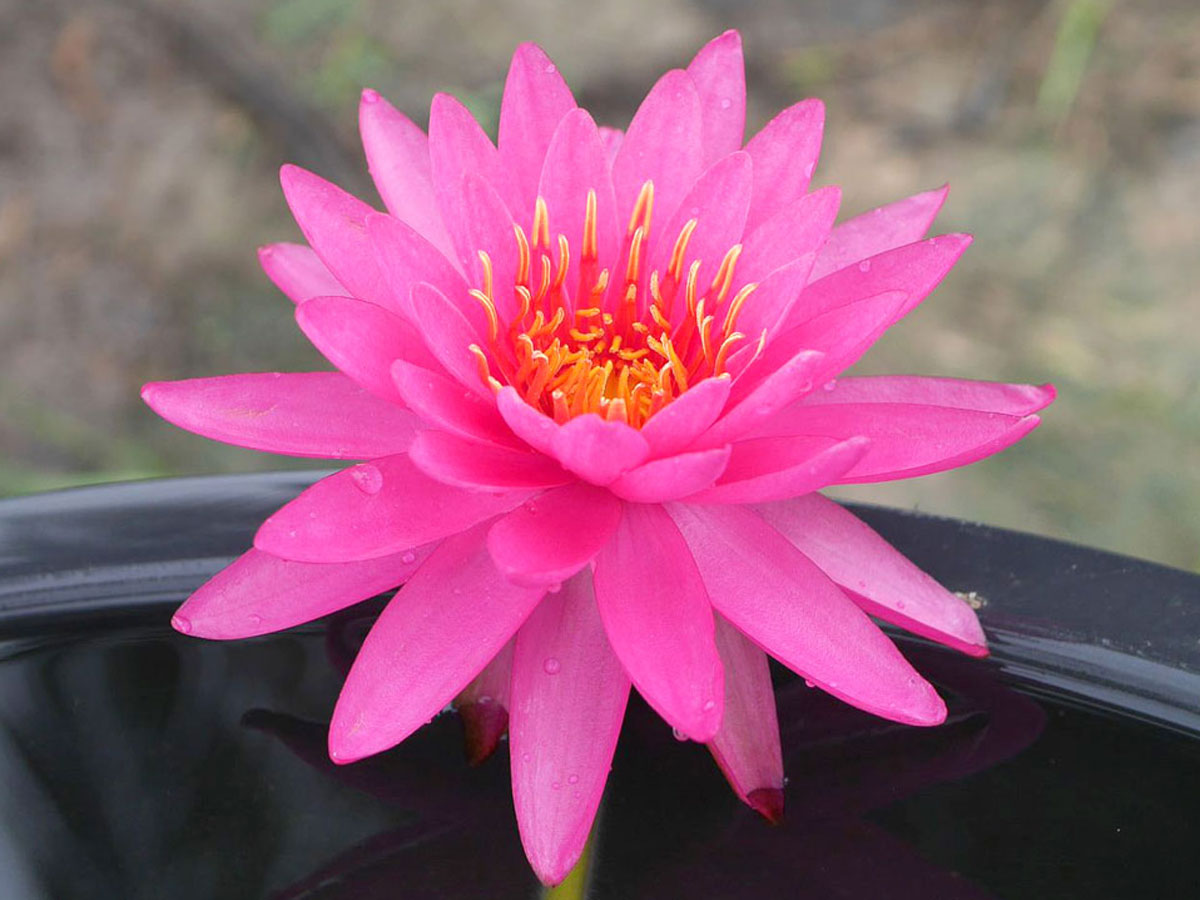 Nymphaea Tan Khwan - Seerose online kaufen | H2O-Pflanze