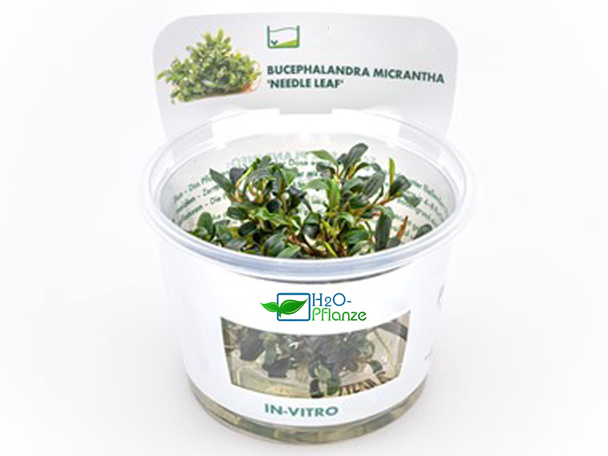 Bucephalandra micrantha 'Needle Leaf' in vitro Mini Nadelblatt