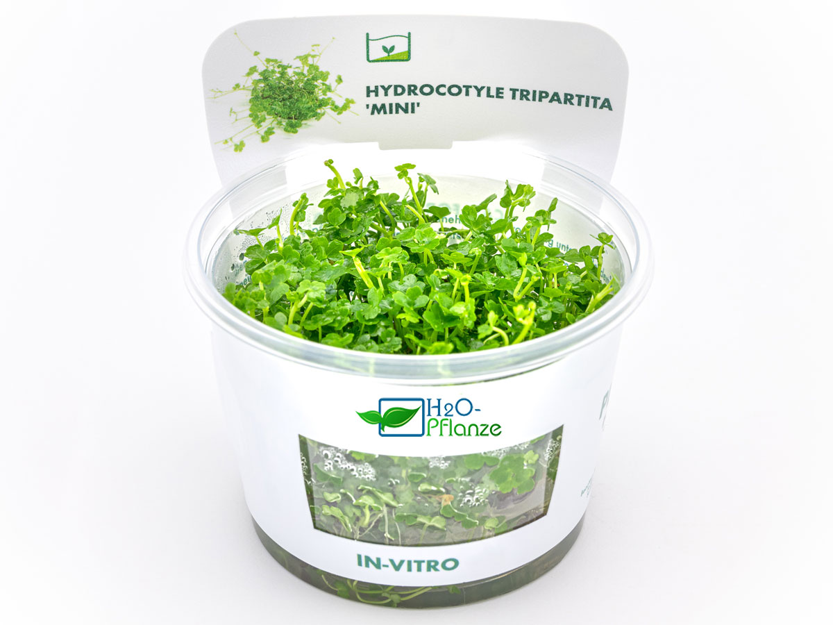 Hydrocotyle tripartita ´Mini´ in vitro kleinblättriger Wassernabel