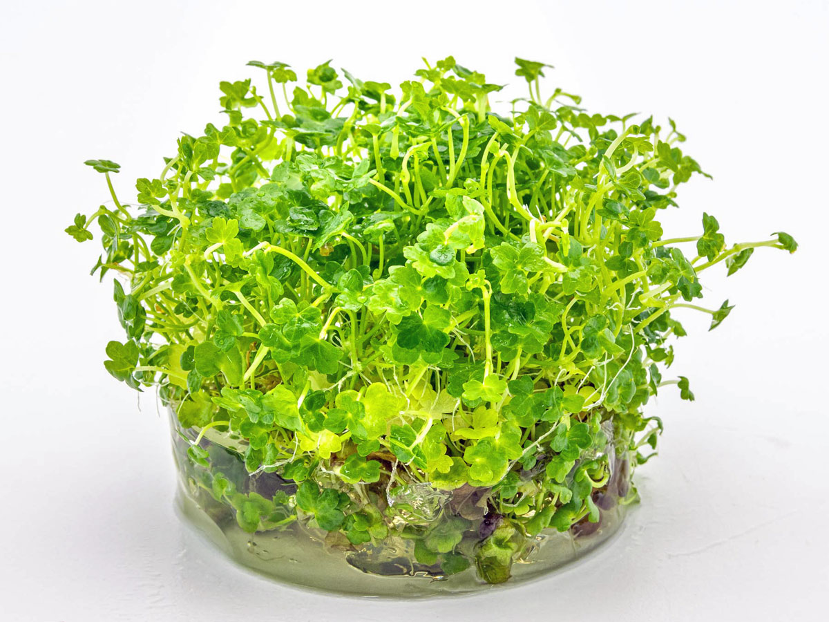 Hydrocotyle tripartita ´Mini´ in vitro kleinblättriger Wassernabel