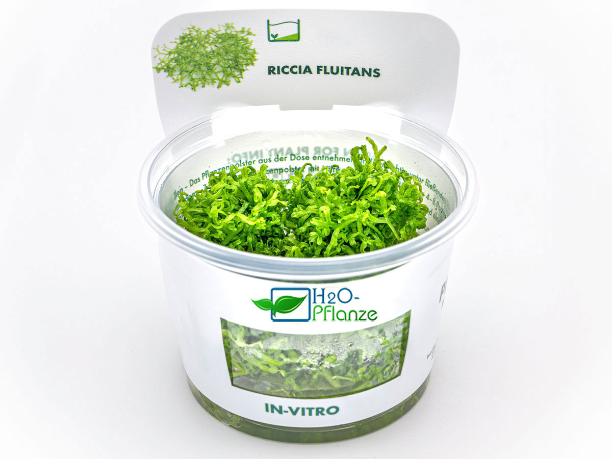 Riccia fluitans in vitro Untergetauchte Sternlebermoos