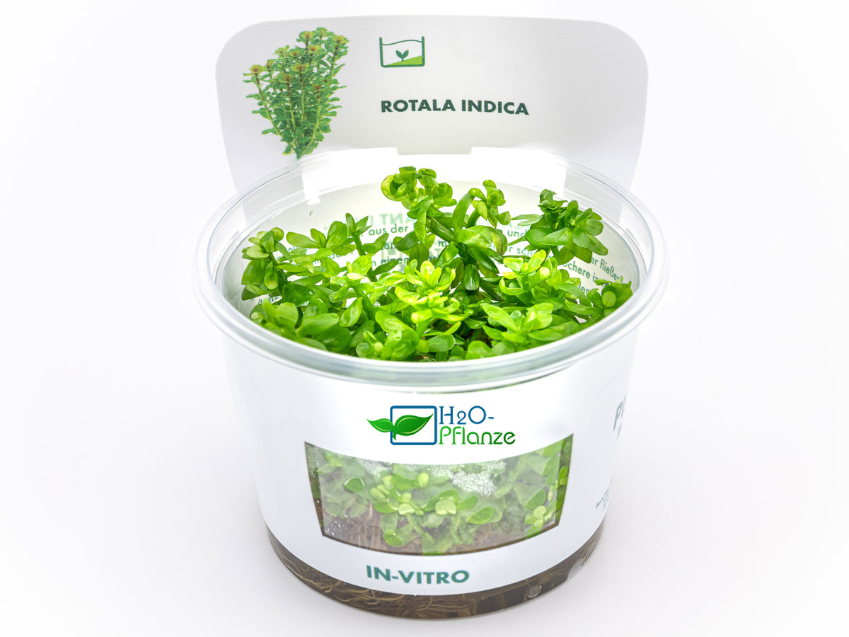 Rotala indica in vitro Indischer Rotala