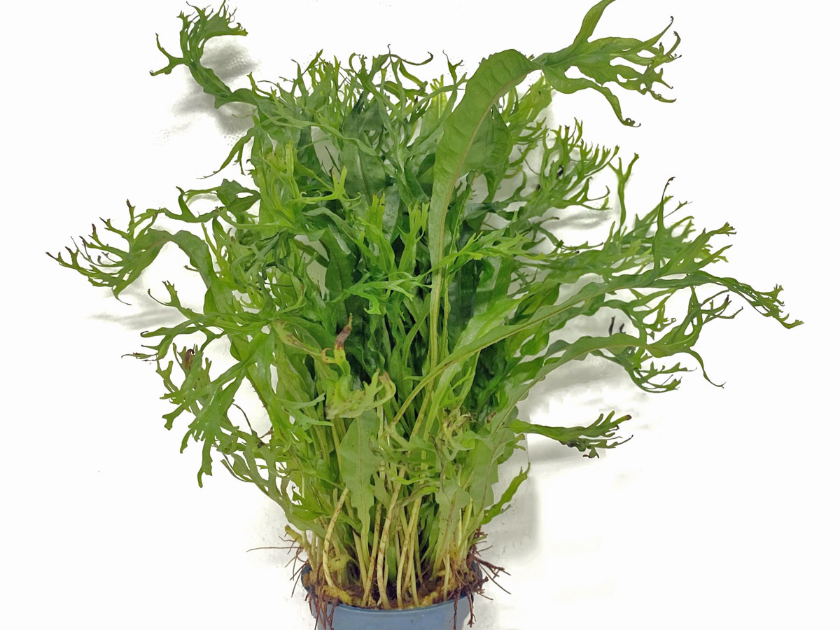 Microsorum Windeløv Windelov Javafarn