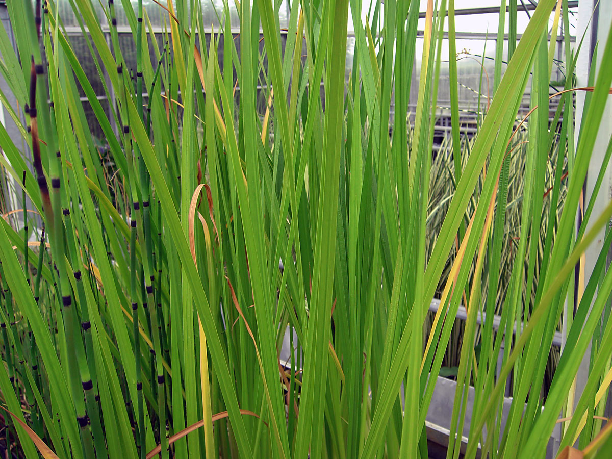 Kalmus Teichpflanze - Acorus calamus - online kaufen