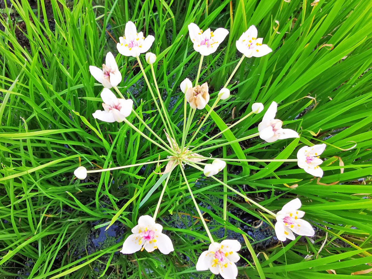 Butomus umbellatus Schneewittchen Blumenbinse weiss