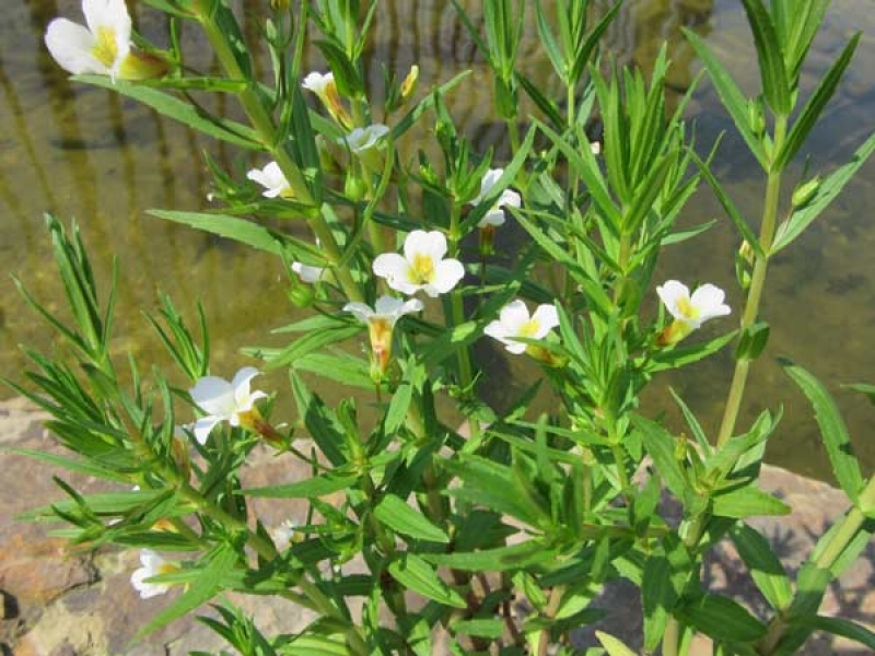 Gnadenkraut Gratiola officinalis - Gratiola officinalis | Teichpflanze ...
