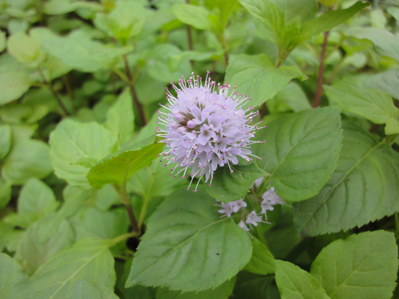 Wasserminze - Mentha aquatica | Teichpflanze - H2O-Pflanze.de